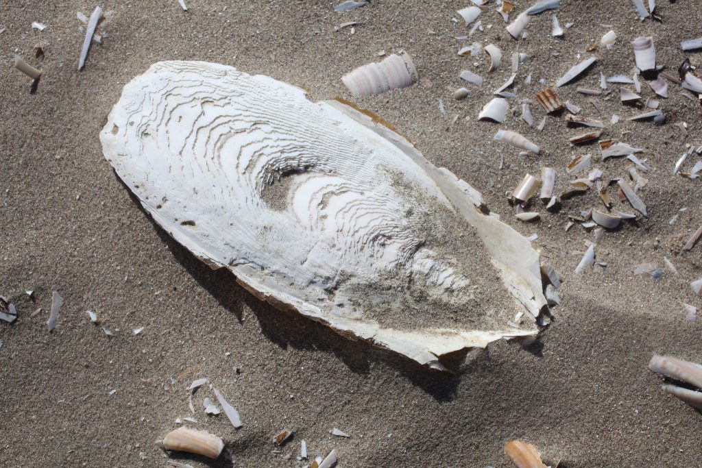 وسایل سیاه قلم | لیست کامل ابزار سیاه قلم که هر طراحی باید بداند - سیاهرنگ